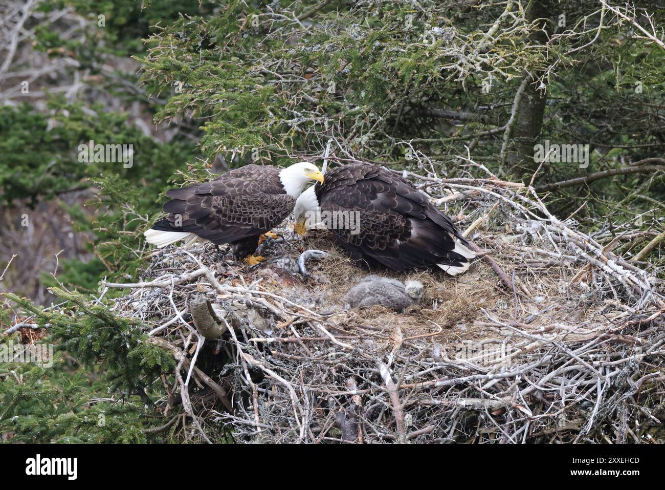 Adult Bald Eagle with chick in a nest in a tree Newfoundland Canada ...