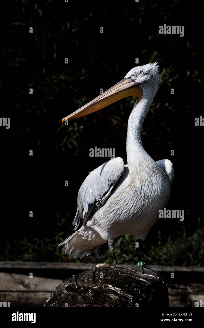 Single female pelican Stock Photo - Alamy
