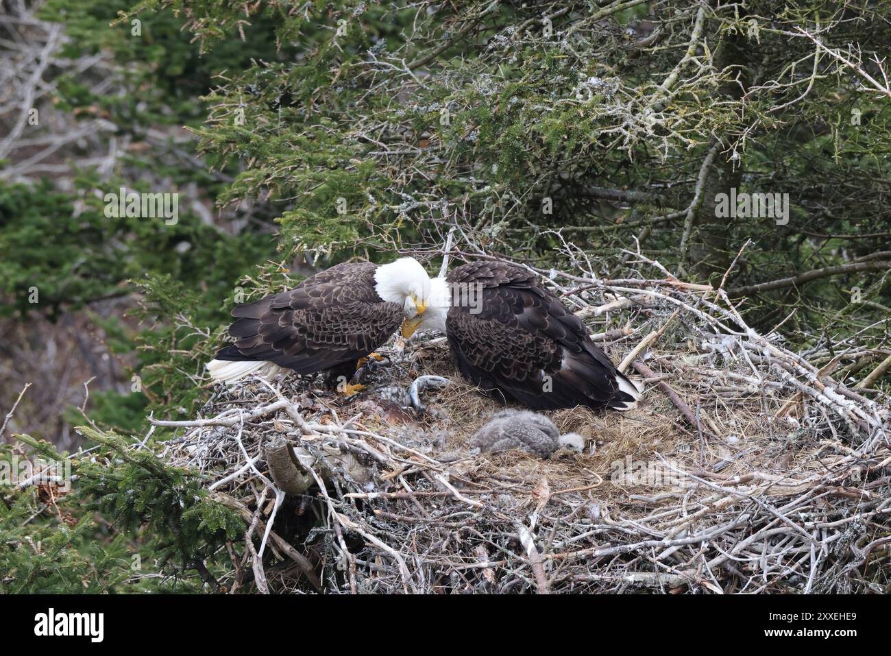 Adult Bald Eagle with chick in a nest in a tree Newfoundland Canada ...