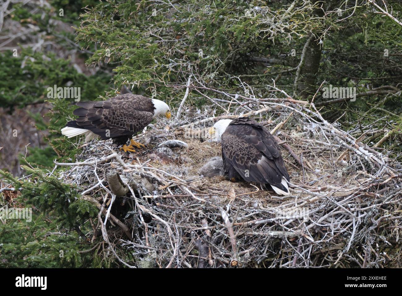 Adult Bald Eagle with chick in a nest in a tree Newfoundland Canada ...