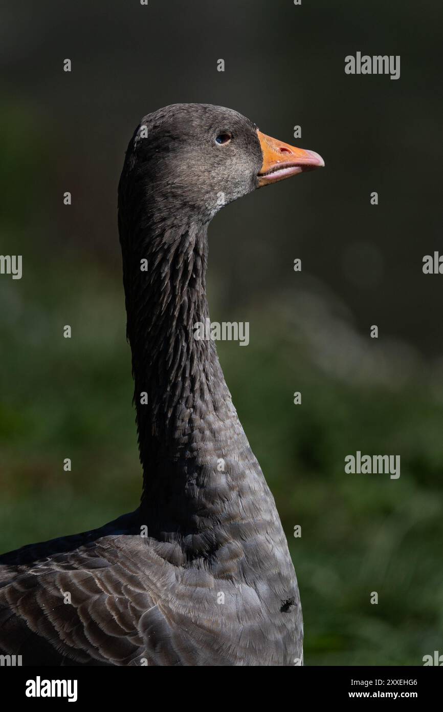 head and neck of a greylag goose, with a missing eye, West Sussex, UK ...