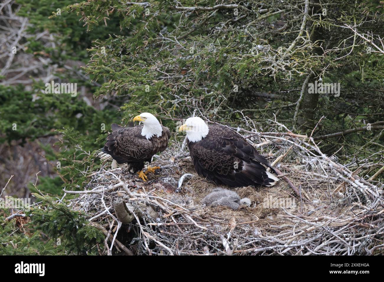 Adult Bald Eagle with chick in a nest in a tree Newfoundland Canada ...