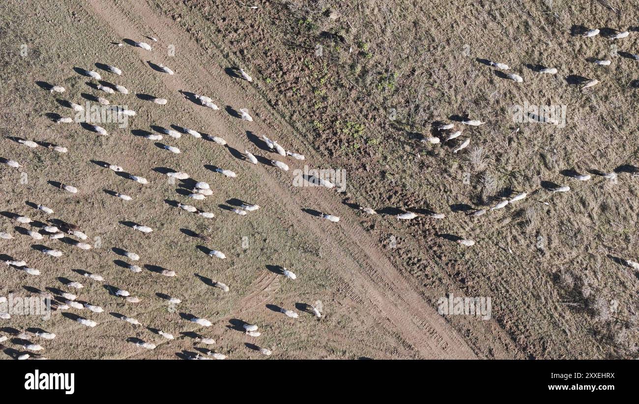 Drone shot flying over cattle hi-res stock photography and images - Alamy