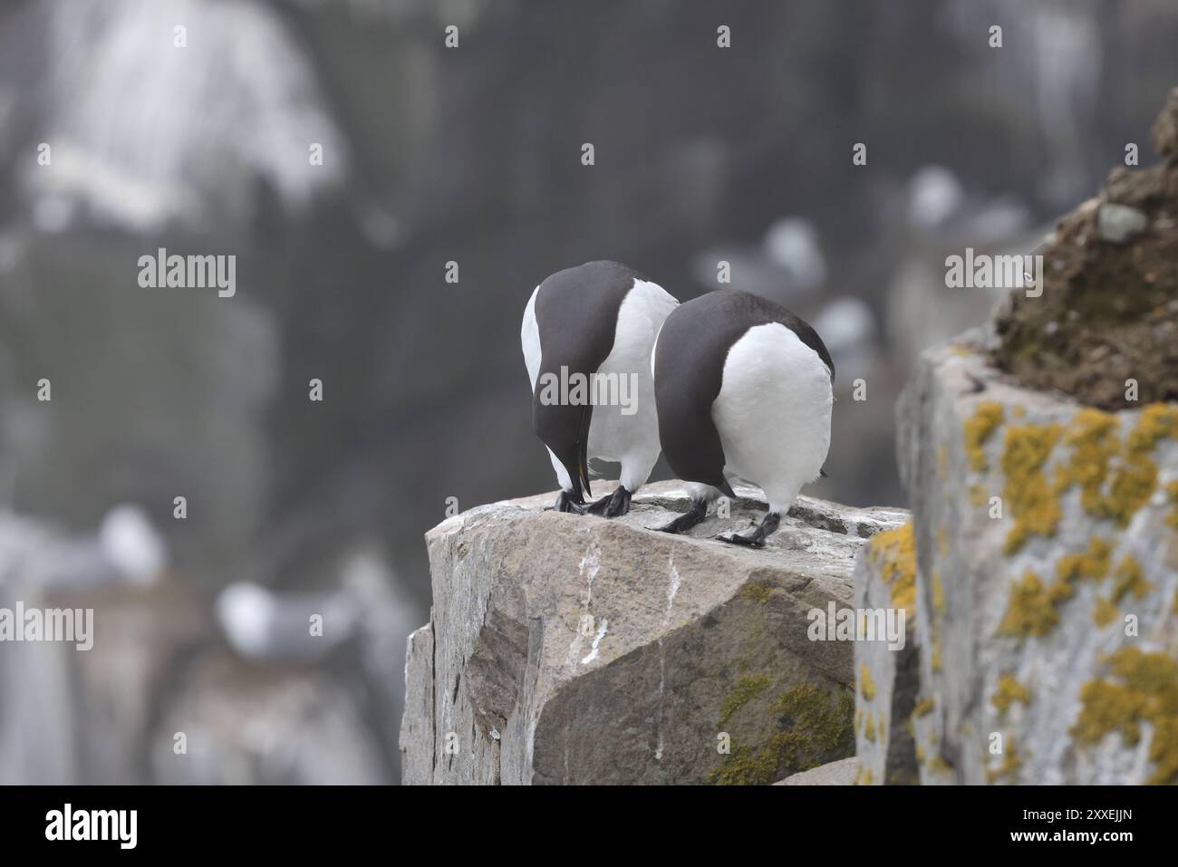 Common Murre at Cape St. Mary's Ecological Bird Sanctuary in ...