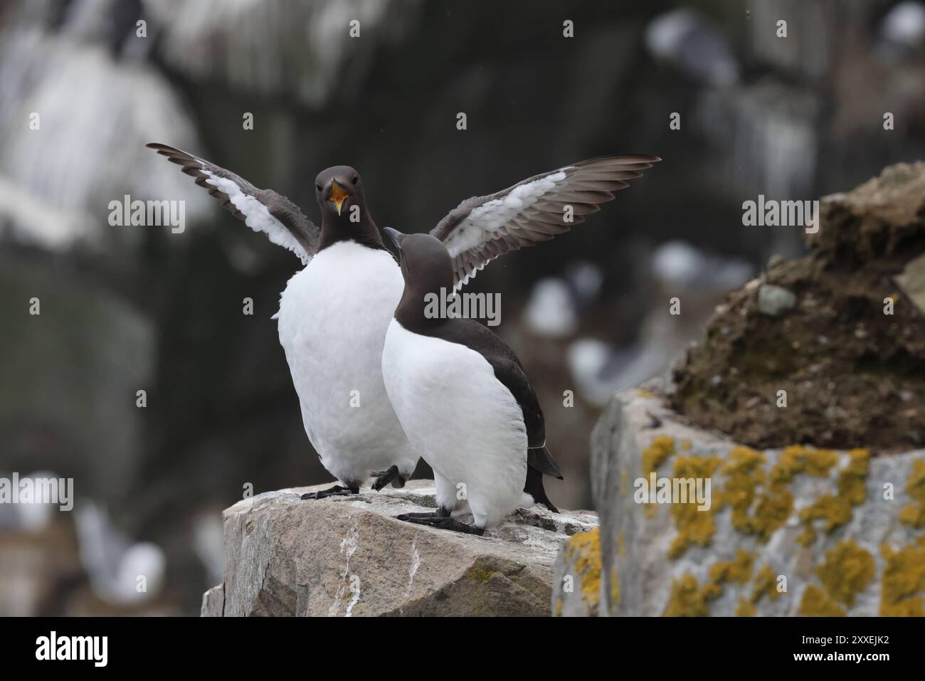Common Murre at Cape St. Mary's Ecological Bird Sanctuary in ...
