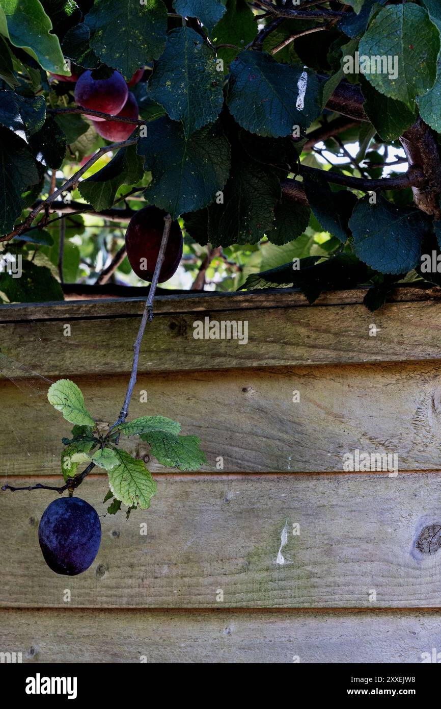 Plums growing on a tree in a garden in the UK 2024 Stock Photo - Alamy