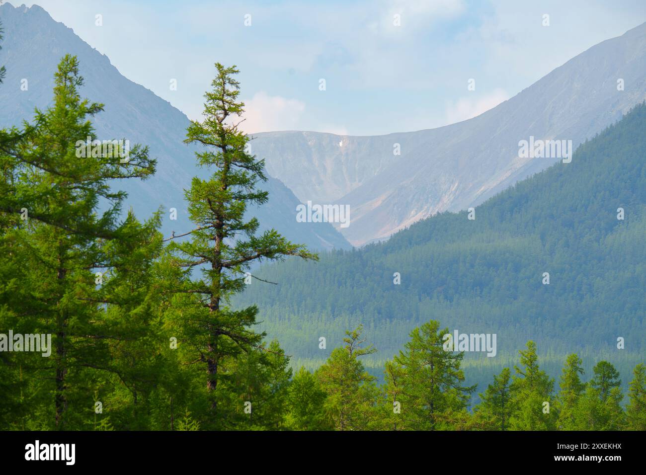 Green pine trees stretches hi-res stock photography and images - Alamy