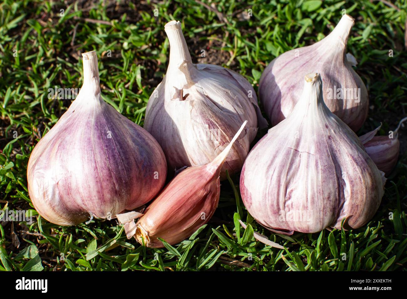 Organic garlic heads in a natural outdoor setting. Close-up Stock Photo ...