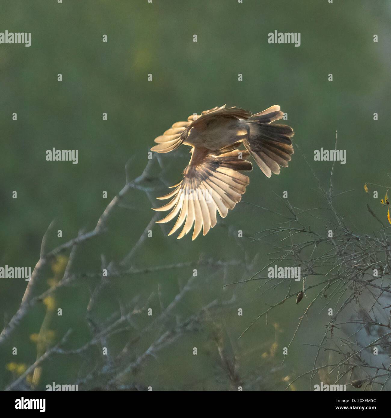A Eurasian jay spreading its wings at flight, back lit by the rising ...