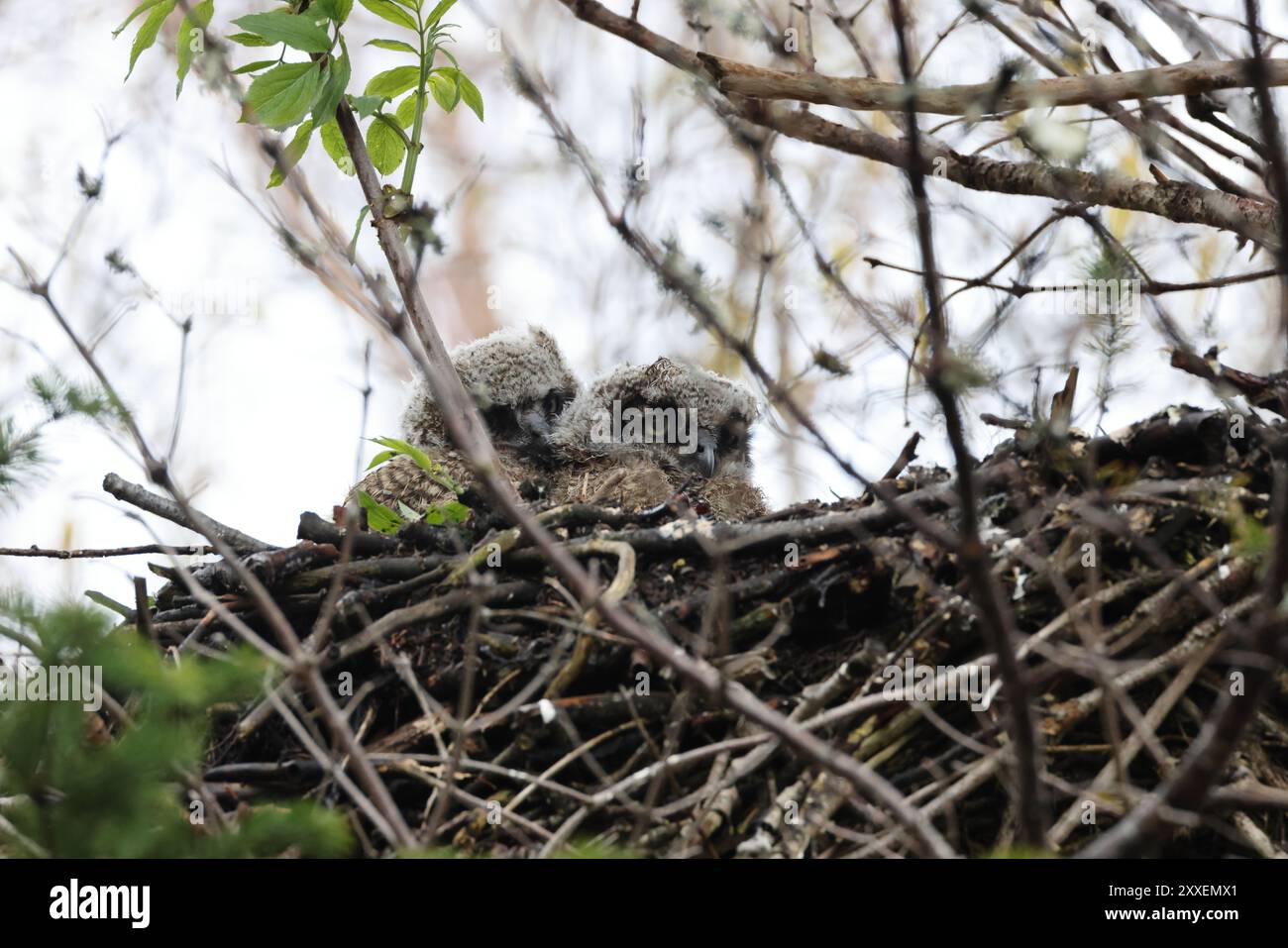 Great Horned Owl Nest Newfoundland Kanada Stock Photo - Alamy