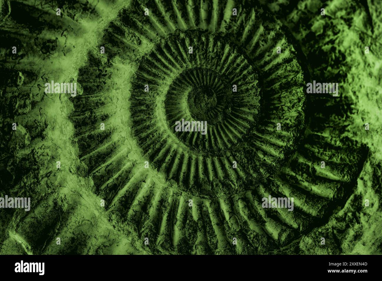 Fossilized marine creature hi-res stock photography and images - Alamy