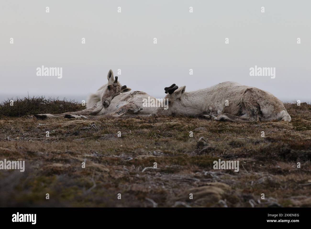 Canadian woodland caribou Newfoundland Canada Stock Photo - Alamy