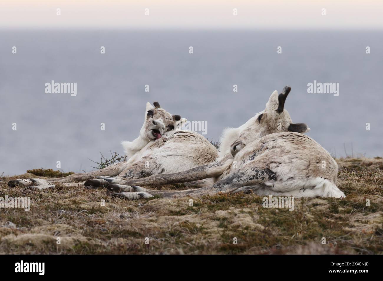 Canadian woodland caribou Newfoundland Canada Stock Photo - Alamy