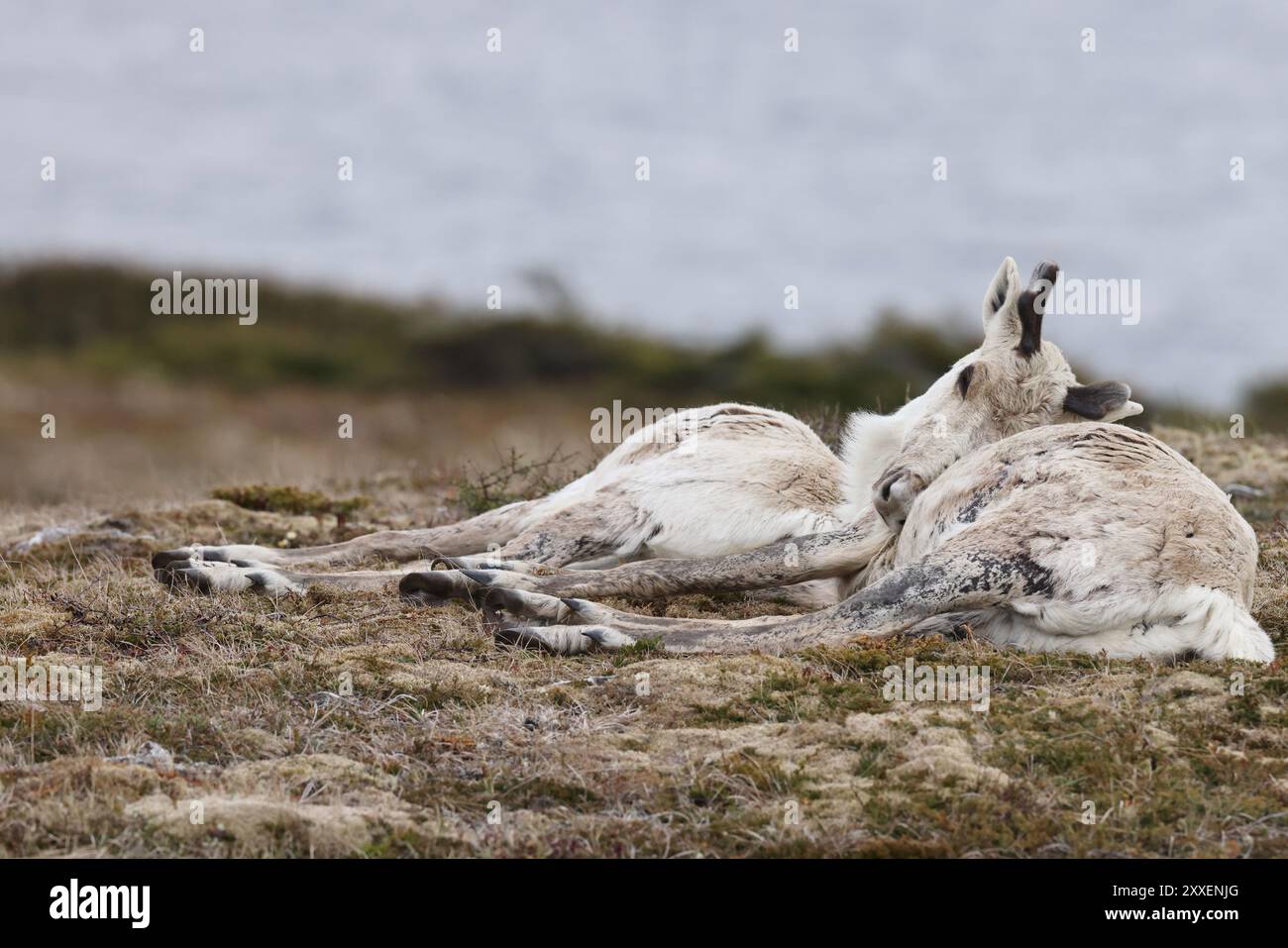 Canadian woodland caribou Newfoundland Canada Stock Photo - Alamy