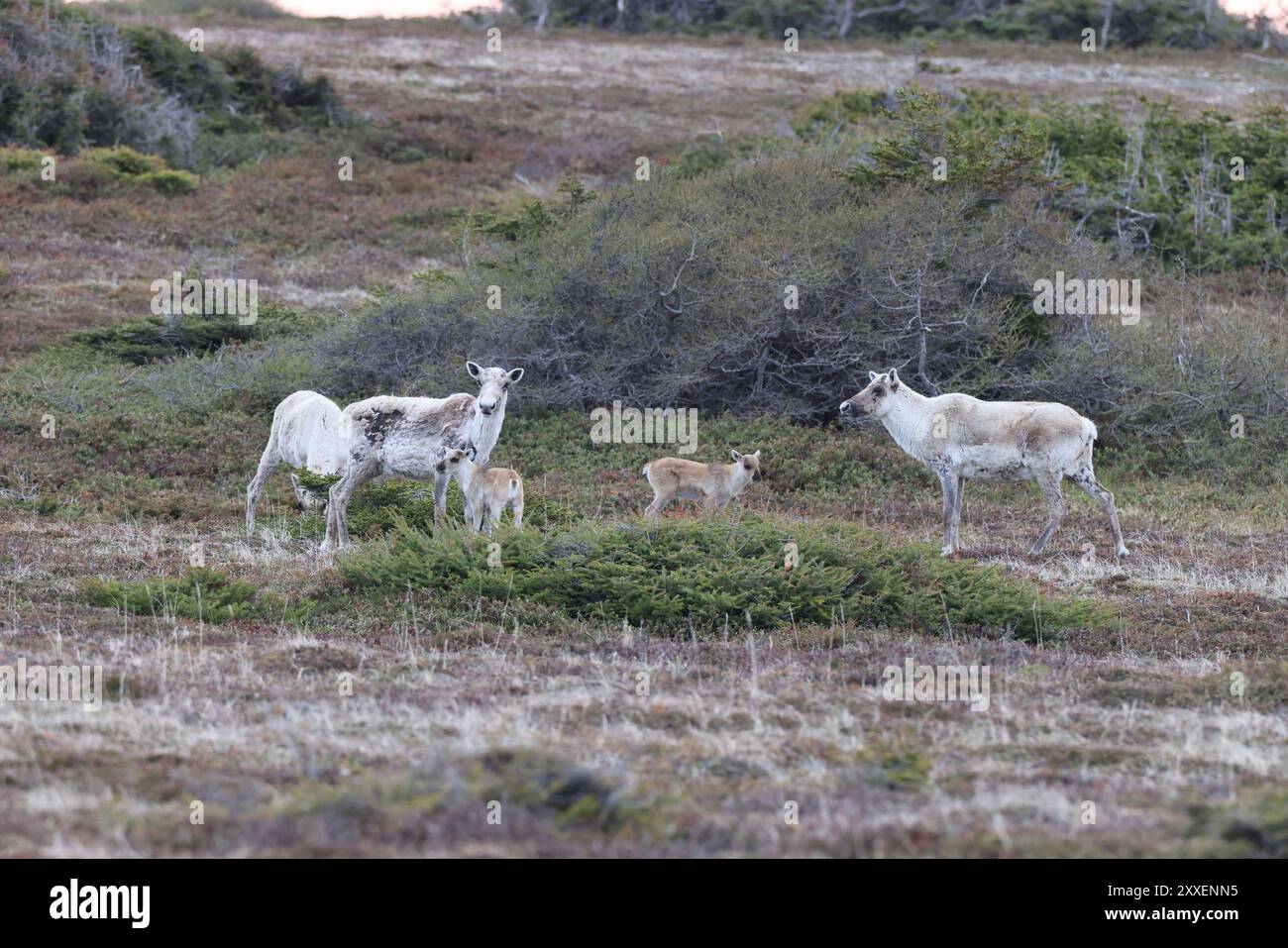 Canadian woodland caribou herd with young Newfoundland Canada Stock ...