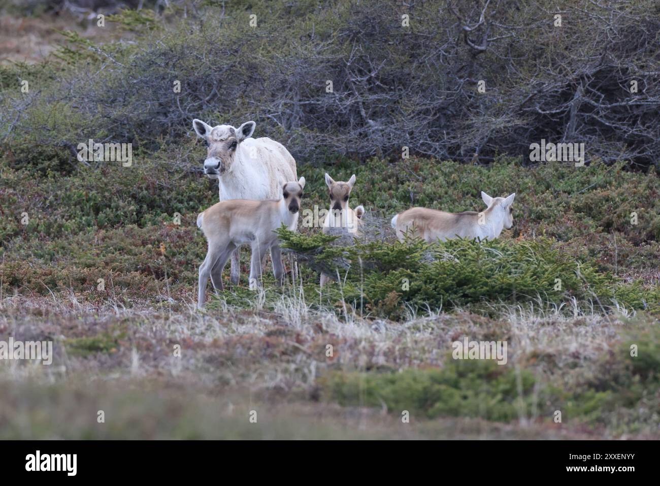 Canadian woodland caribou herd with young Newfoundland Canada Stock ...