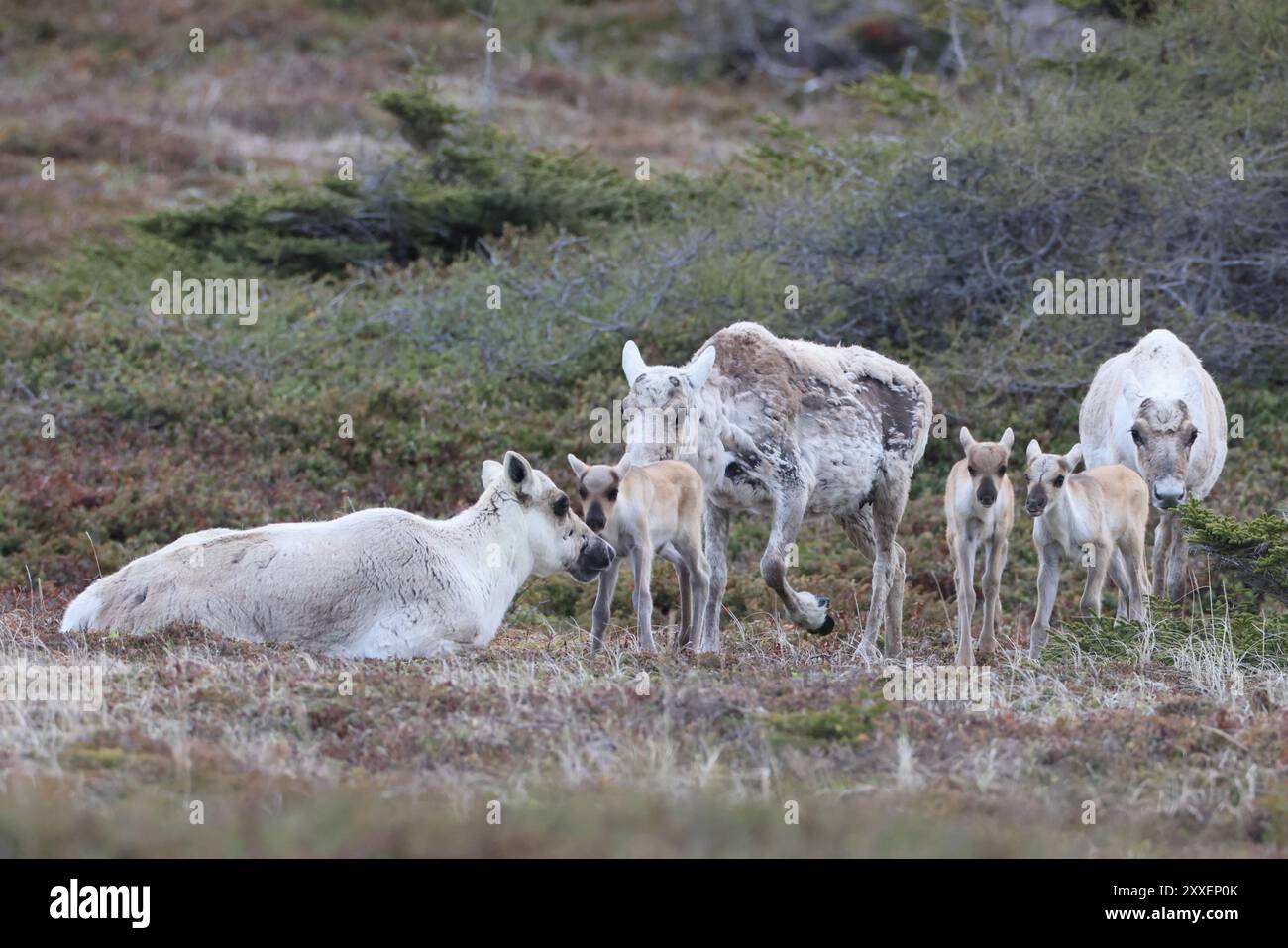 Canadian woodland caribou herd with young Newfoundland Canada Stock ...
