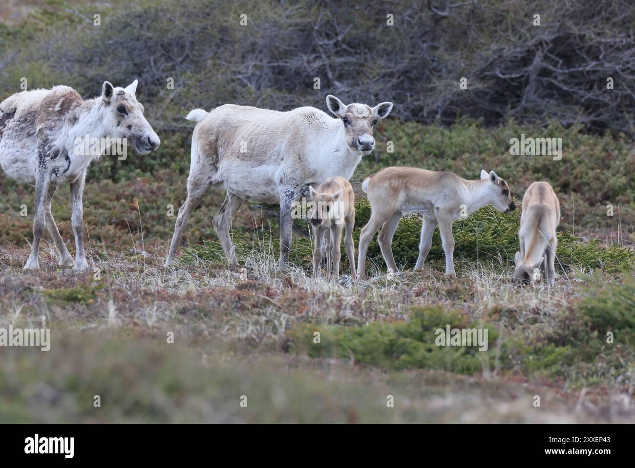 Canadian woodland caribou herd with young Newfoundland Canada Stock ...