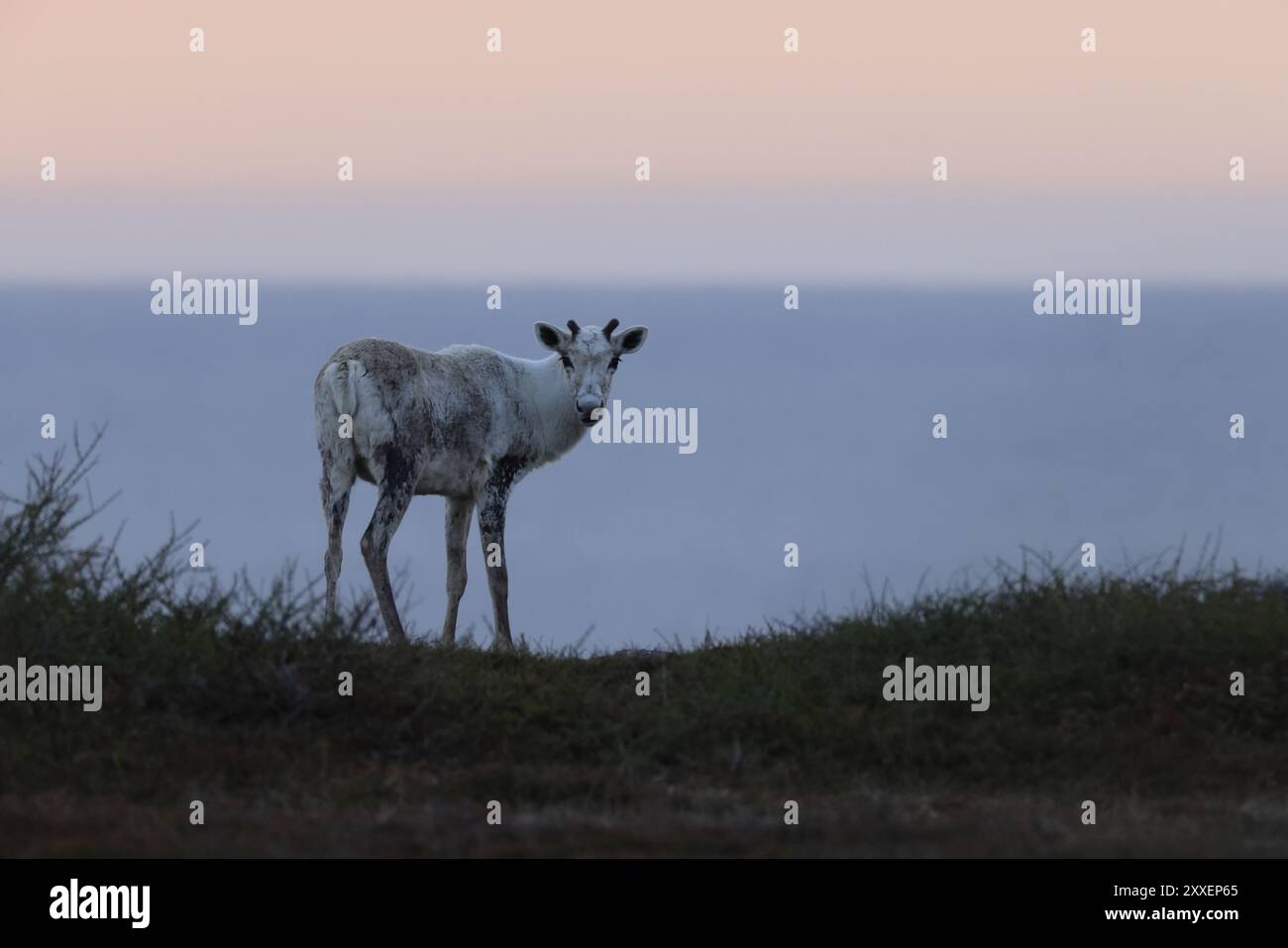 Canadian woodland caribou Newfoundland Canada Stock Photo - Alamy