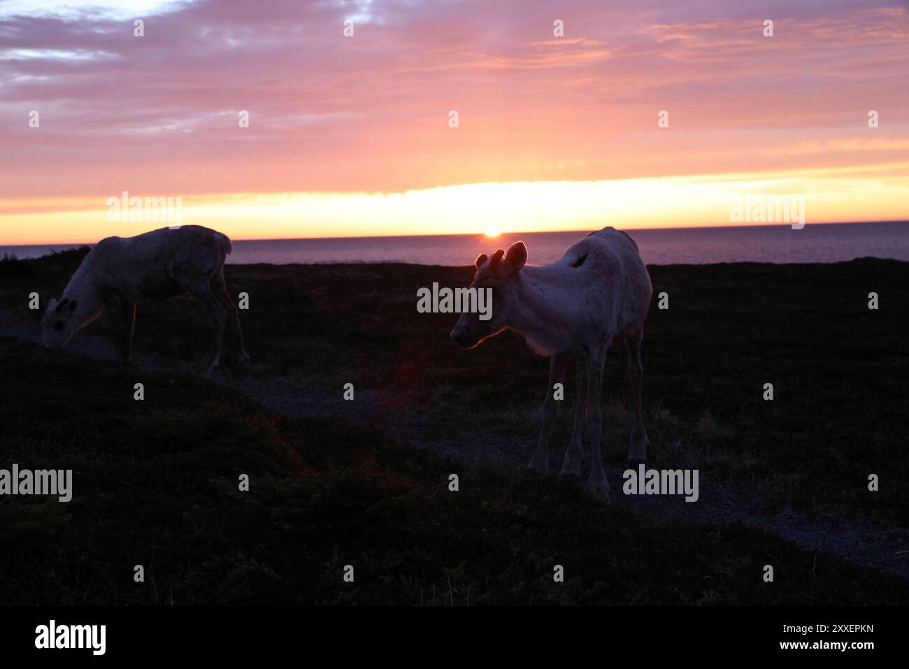 Canadian woodland caribou in sunset light newfoundland Kanada Stock ...