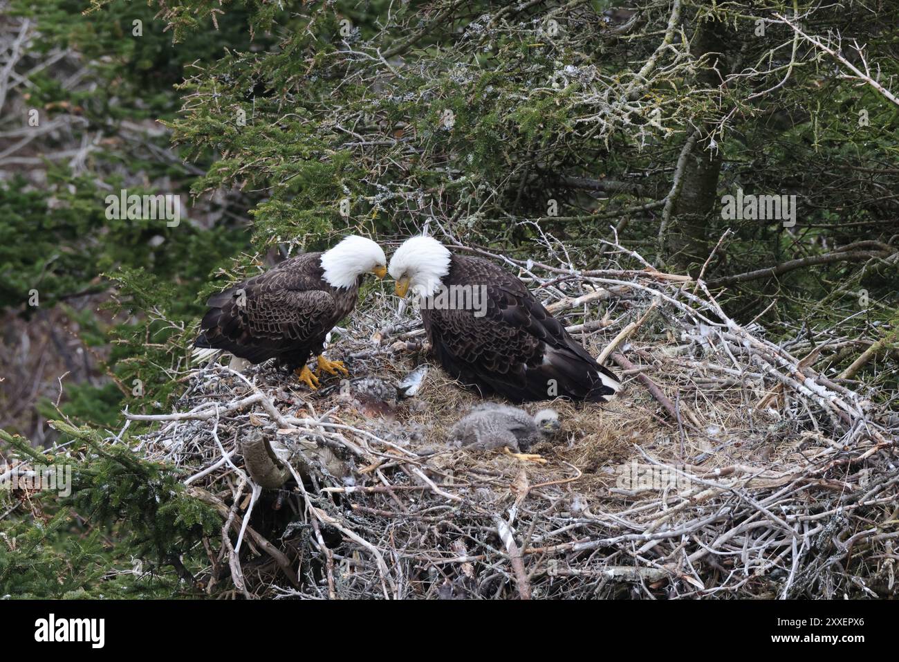 Adult Bald Eagle with chick in a nest in a tree Newfoundland Canada ...
