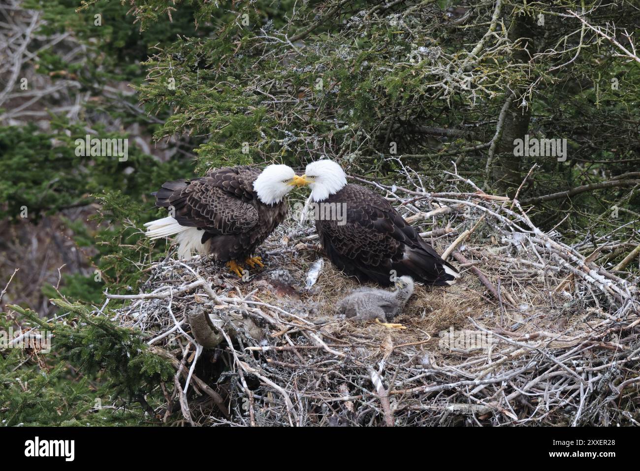 Adult Bald Eagle with chick in a nest in a tree Newfoundland Canada ...