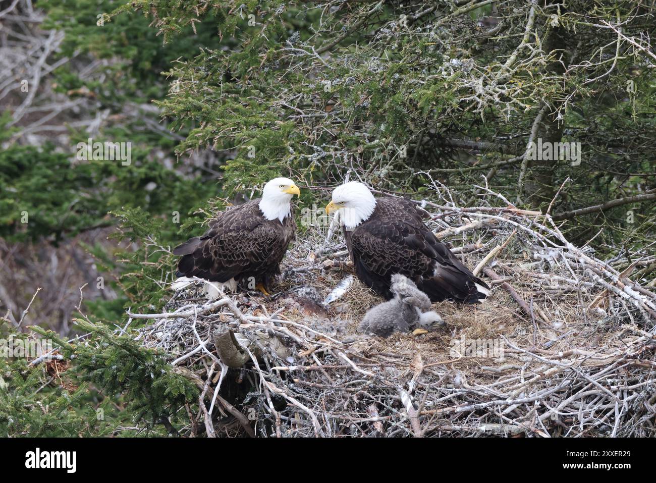 Adult Bald Eagle with chick in a nest in a tree Newfoundland Canada ...