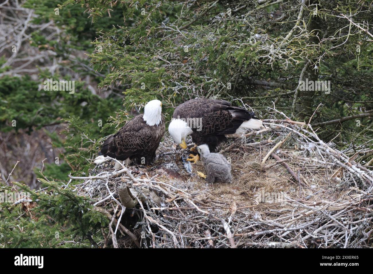 Adult Bald Eagle with chick in a nest in a tree Newfoundland Canada ...