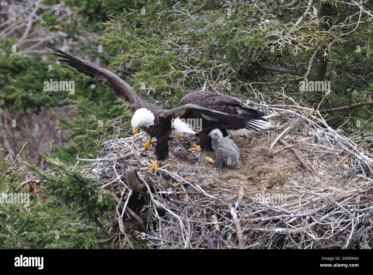 Adult Bald Eagle with chick in a nest in a tree Newfoundland Canada ...