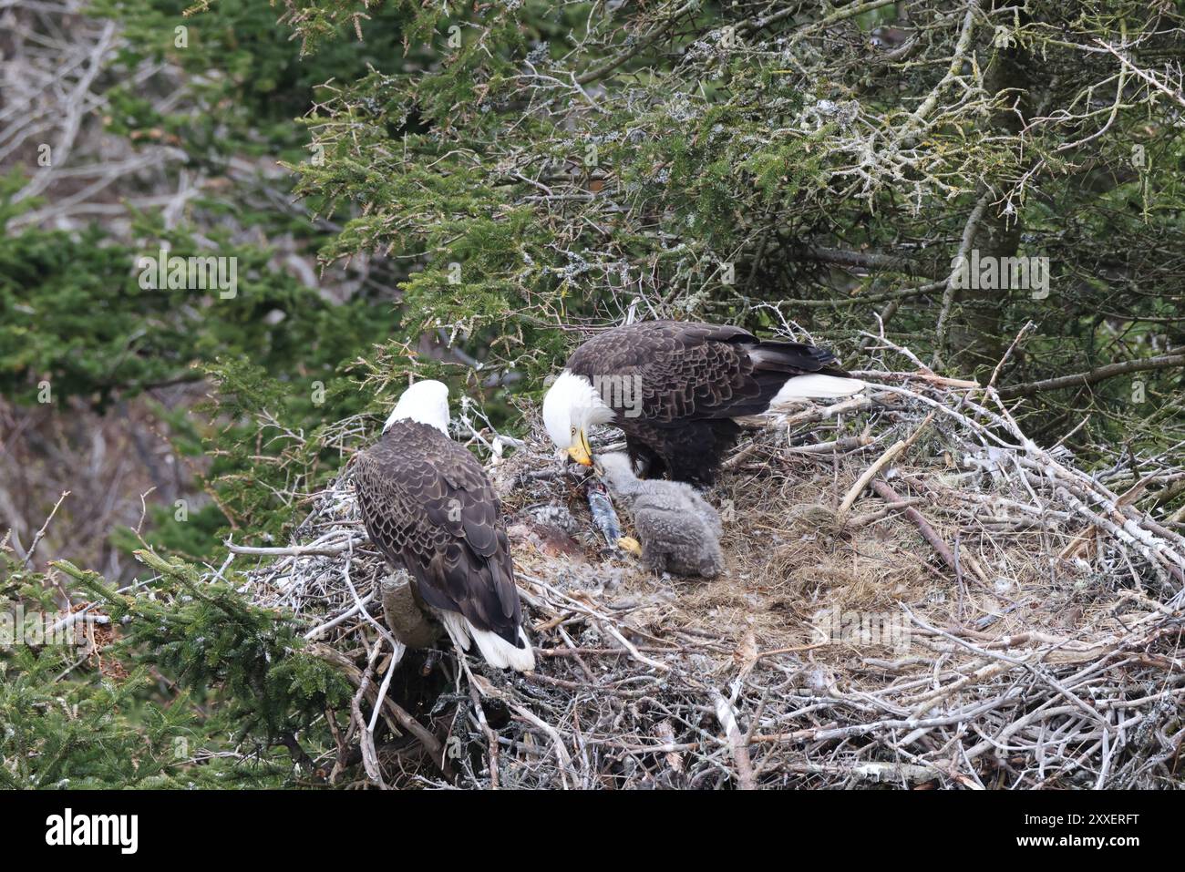 Adult Bald Eagle with chick in a nest in a tree Newfoundland Canada ...