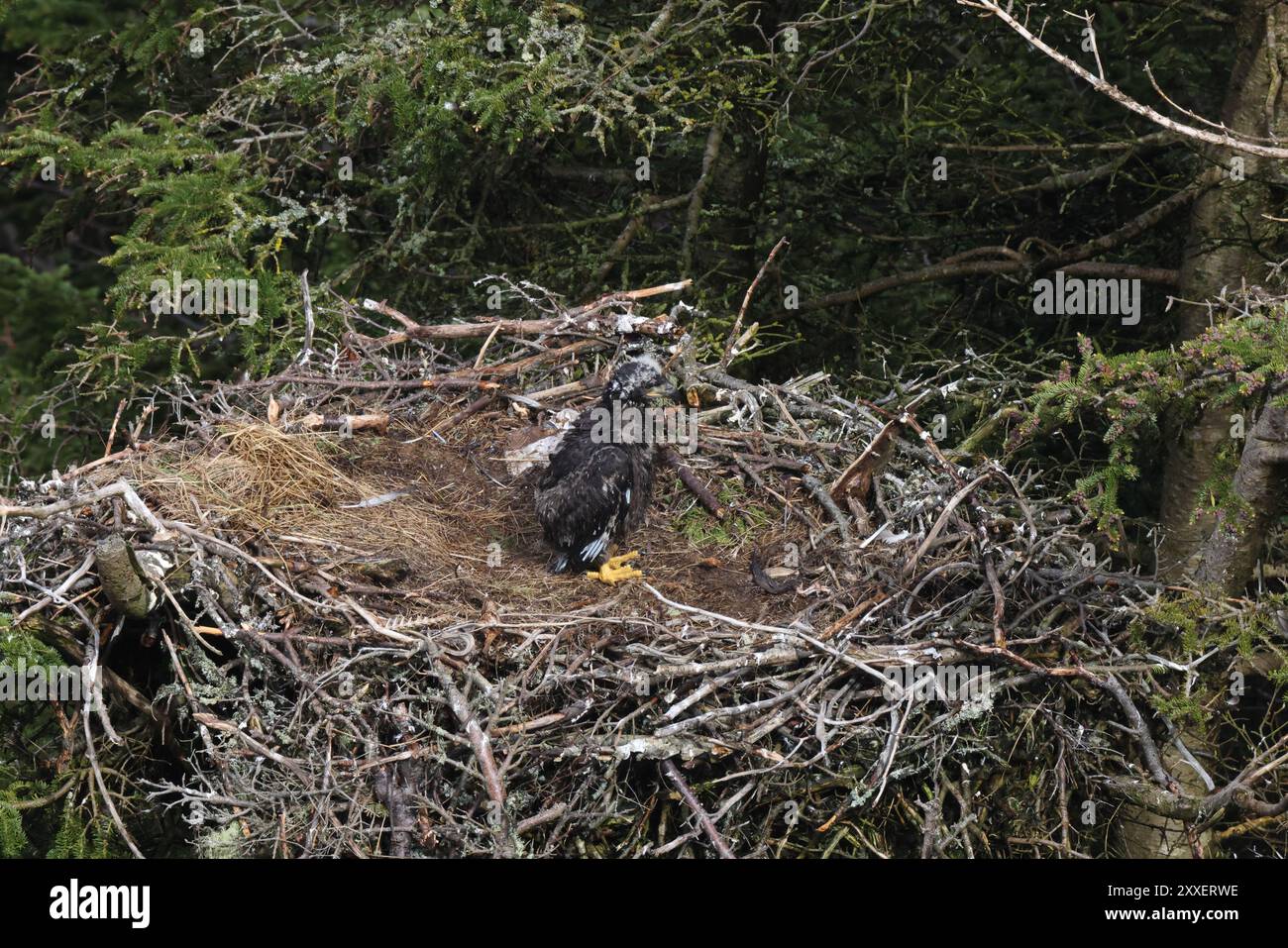 Bald Eagle chick in a nest in a tree Newfoundland Canada Stock Photo ...