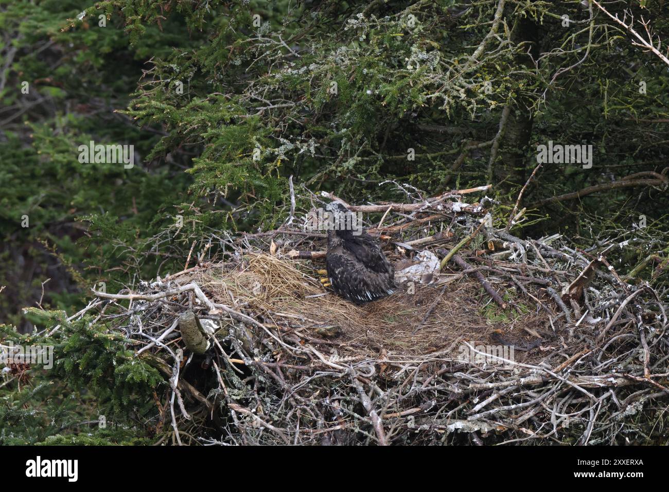 Bald Eagle chick in a nest in a tree Newfoundland Canada Stock Photo ...