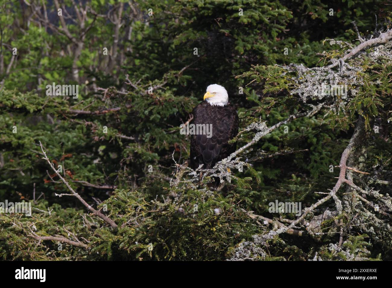 Bald Eagle Newfoundland Canada Stock Photo - Alamy