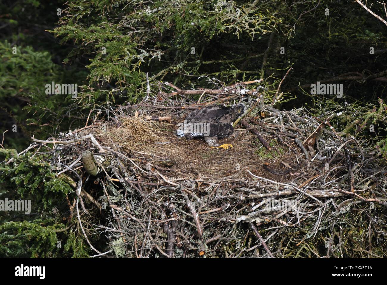 Bald Eagle chick in a nest in a tree Newfoundland Canada Stock Photo ...