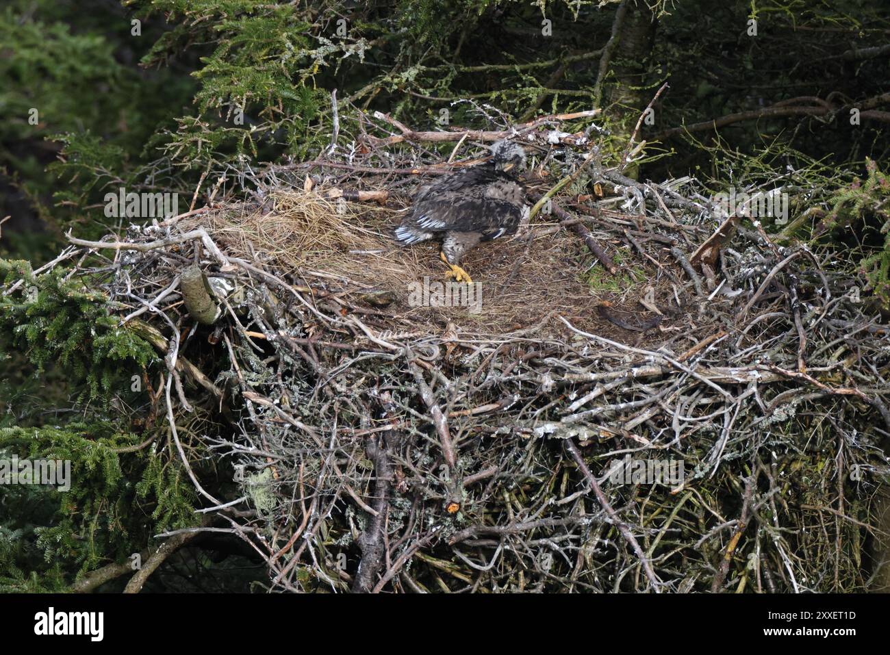 Bald Eagle chick in a nest in a tree Newfoundland Canada Stock Photo ...