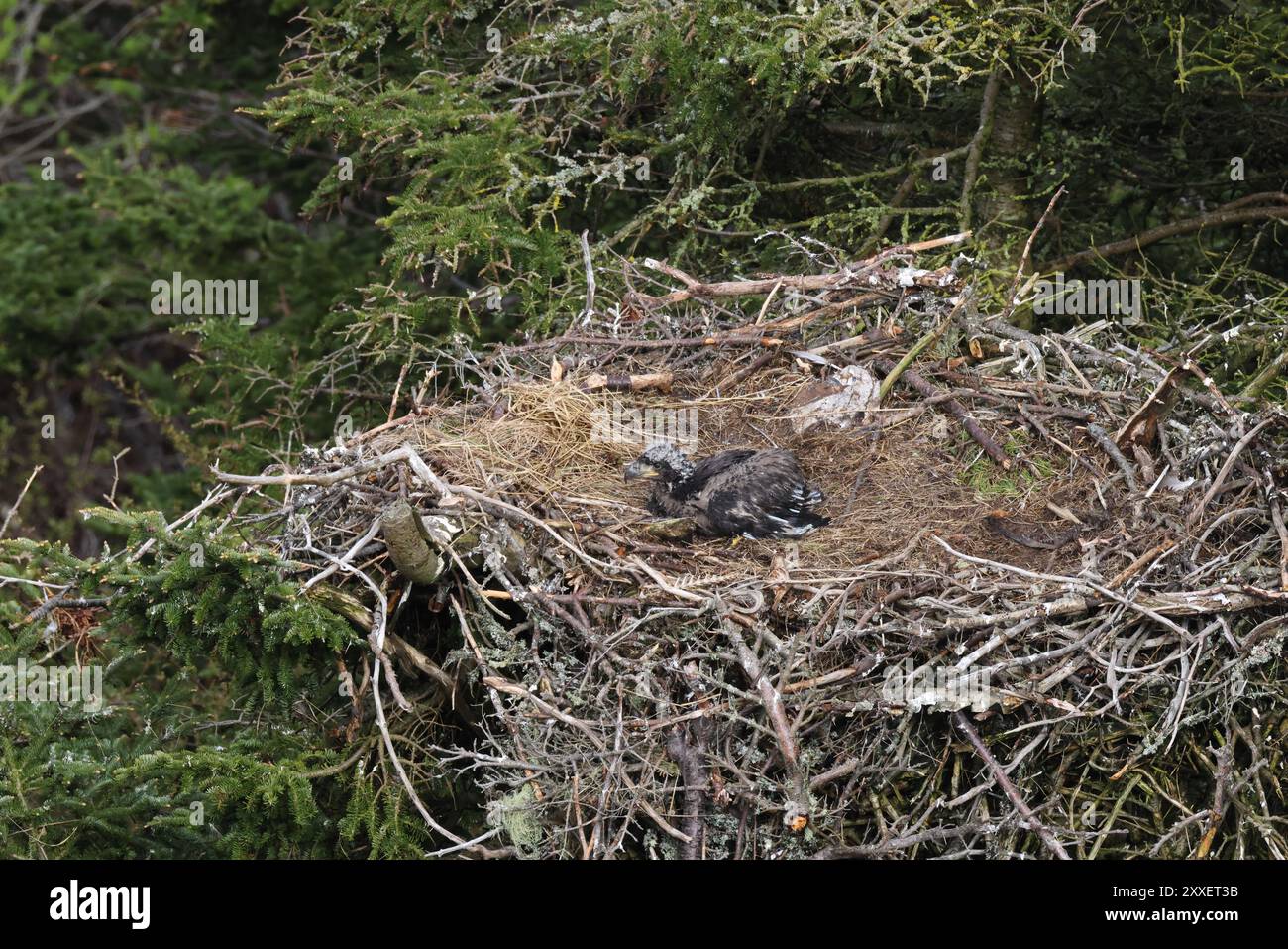 Bald Eagle chick in a nest in a tree Newfoundland Canada Stock Photo ...