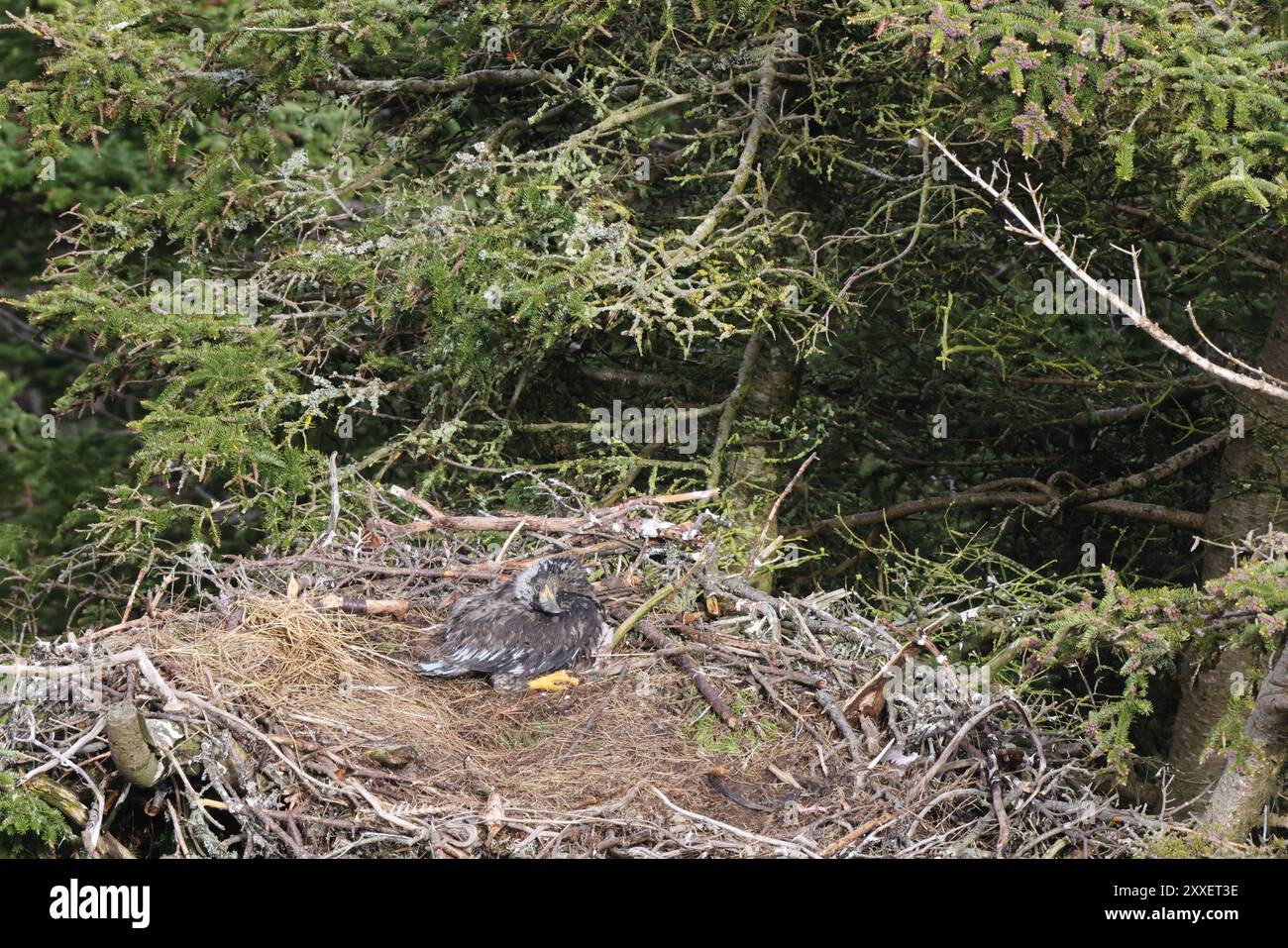 Bald Eagle chick in a nest in a tree Newfoundland Canada Stock Photo ...
