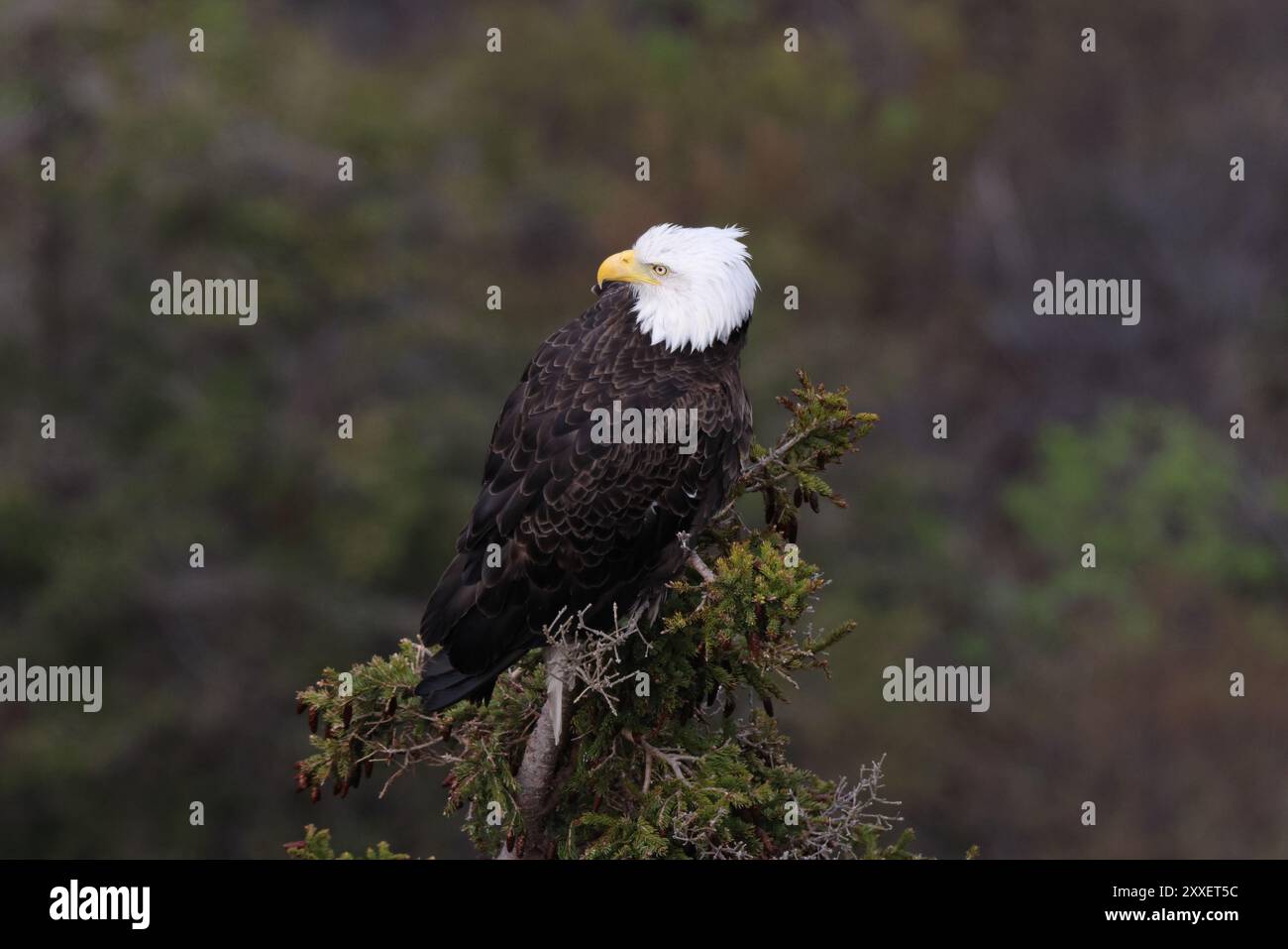 Bald Eagle Newfoundland Canada Stock Photo - Alamy