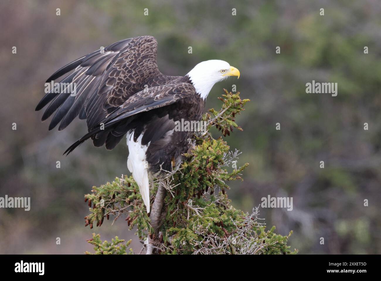 Bald Eagle Newfoundland Canada Stock Photo - Alamy