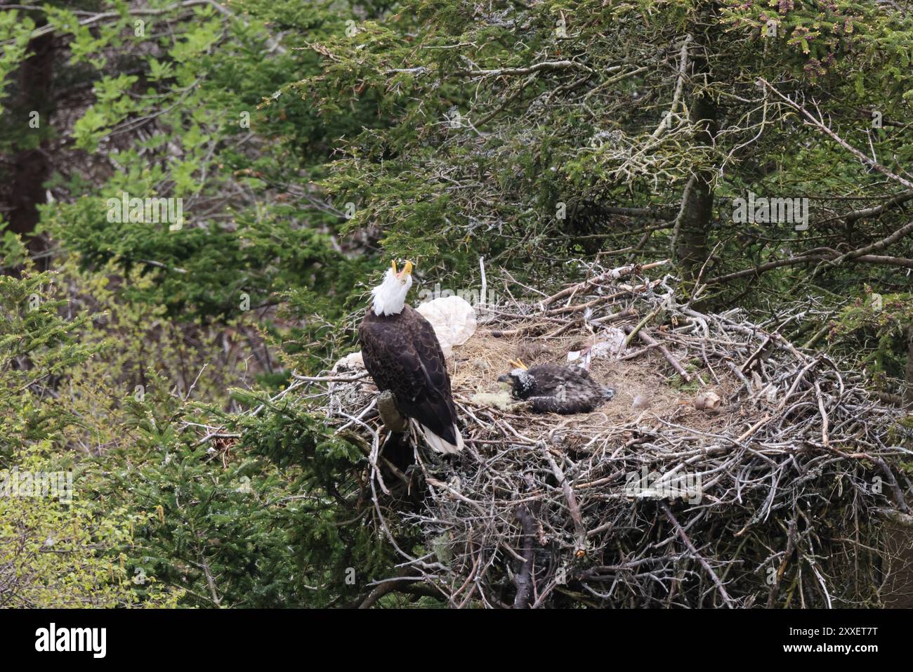 Adult Bald Eagle with chick in a nest in a tree Newfoundland Canada ...