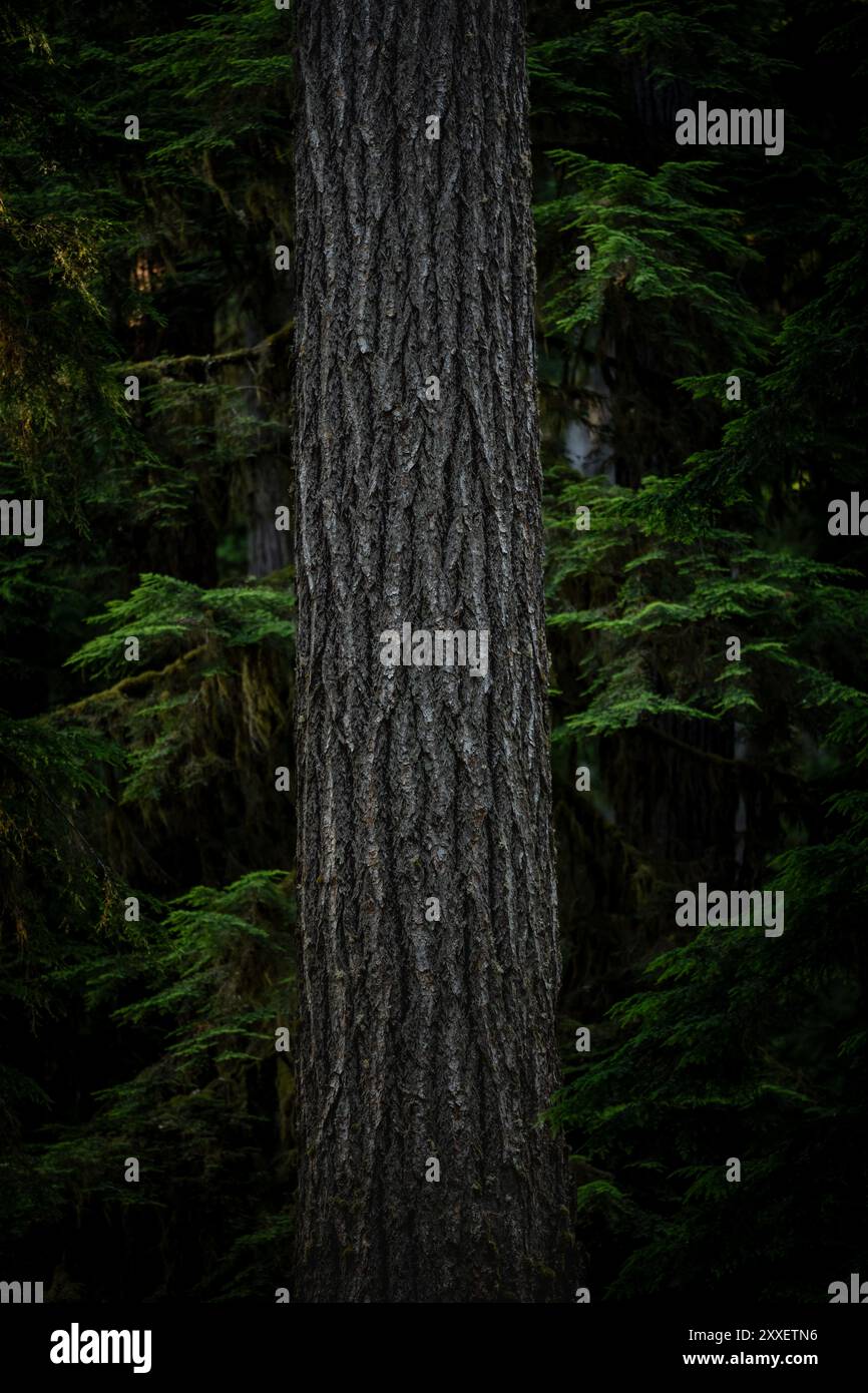 Straight Gray Tree Trunk Stands Out Against Dark Forest in Olympic ...