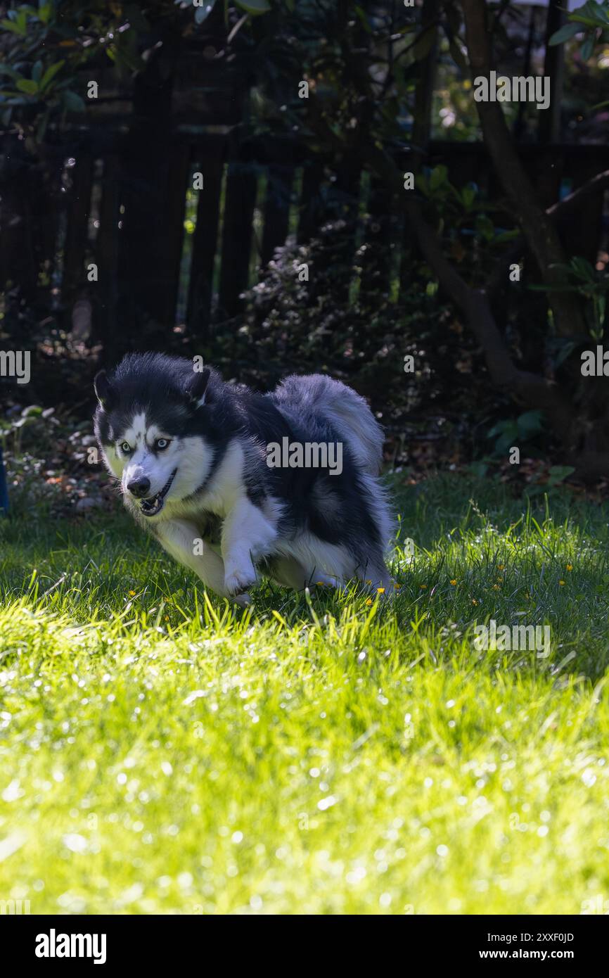 Large Husky running in yard Stock Photo - Alamy