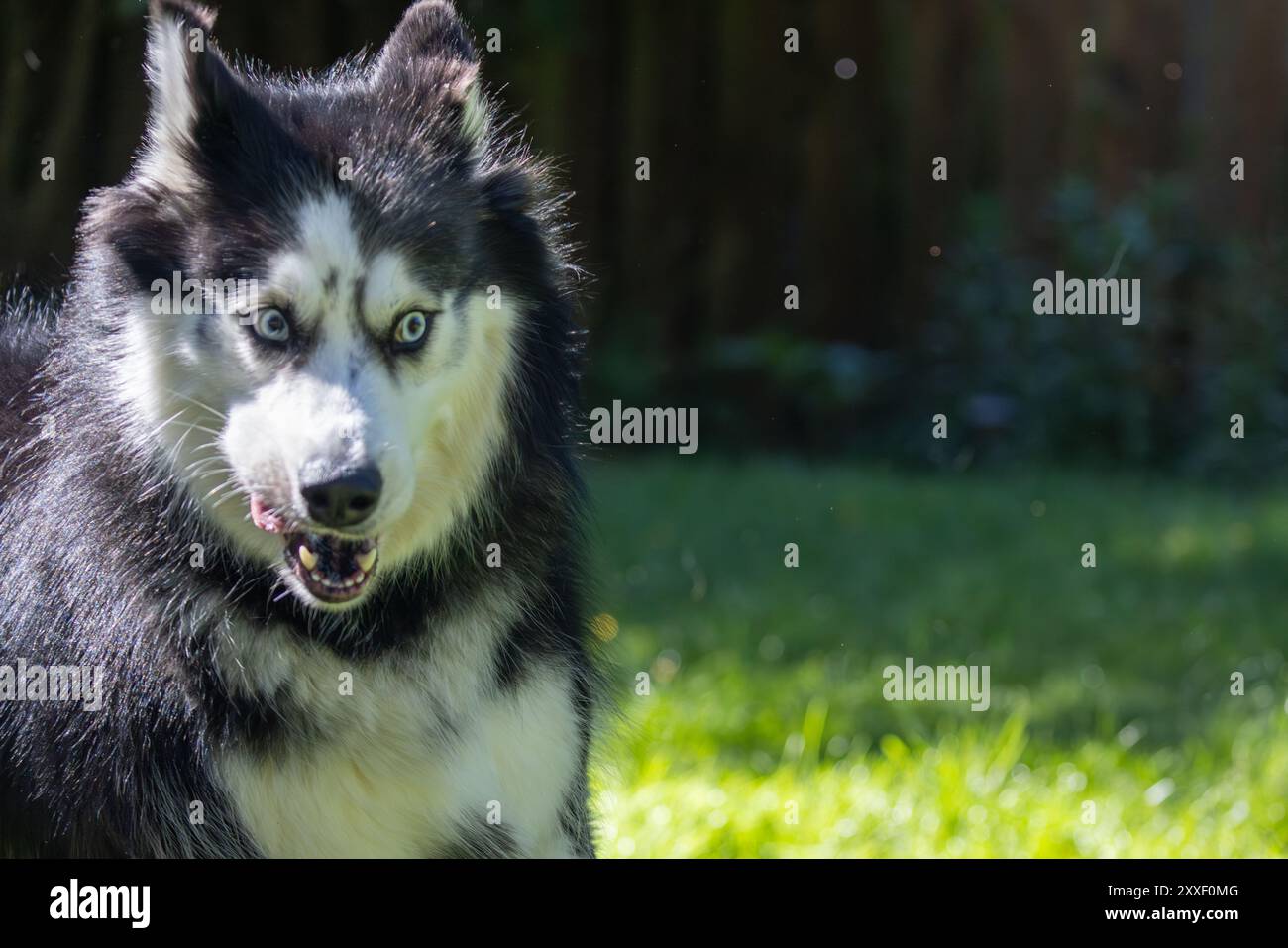 Surprised Husky making a funny face with ears back Stock Photo - Alamy