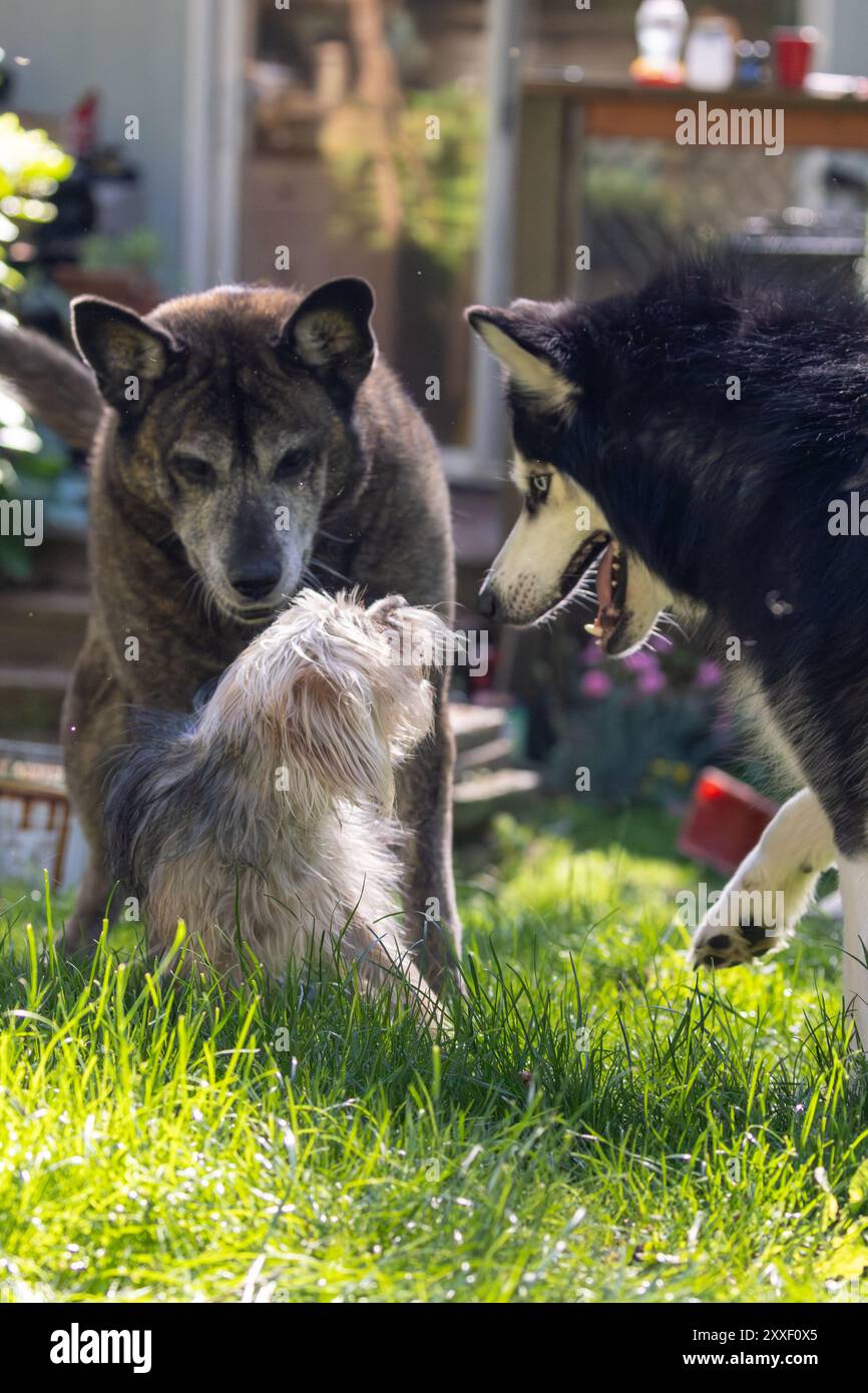 unlikely group of mismatched dogs together in grass Stock Photo - Alamy