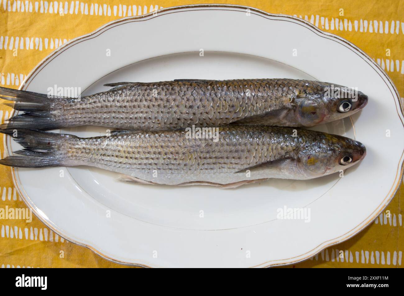 Raw sea fish Golden grey mullet, Chelon auratus, on a white plate, from ...