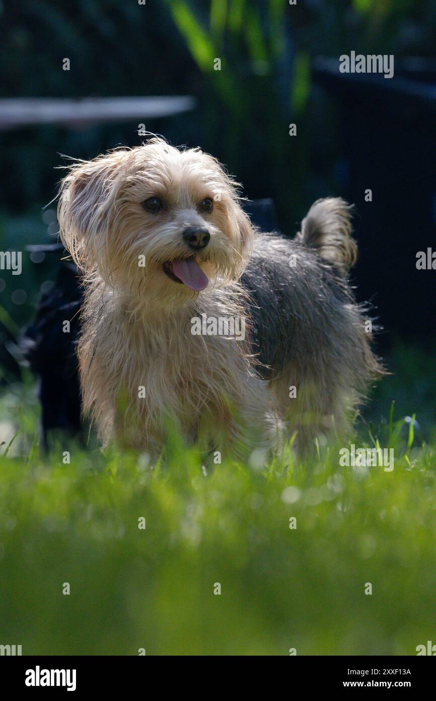 Yorkshire terrier smiling in the grass Stock Photo - Alamy