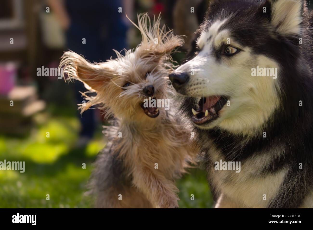 Crazy Yorkie and large Husky playing with energy Stock Photo - Alamy