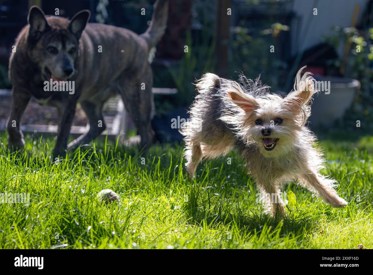 Small crazy Yorkie playing near large brindle dog Stock Photo - Alamy