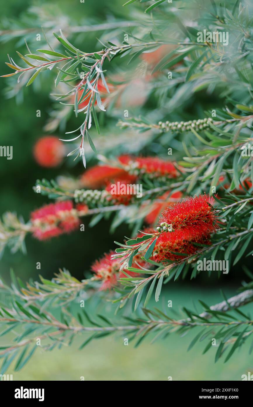Red callistemon flowers on the green branches of a bush in the garden ...
