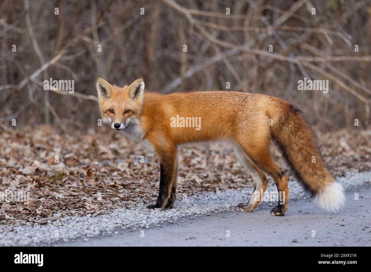A young red fox walking along a country road in autumn Stock Photo - Alamy